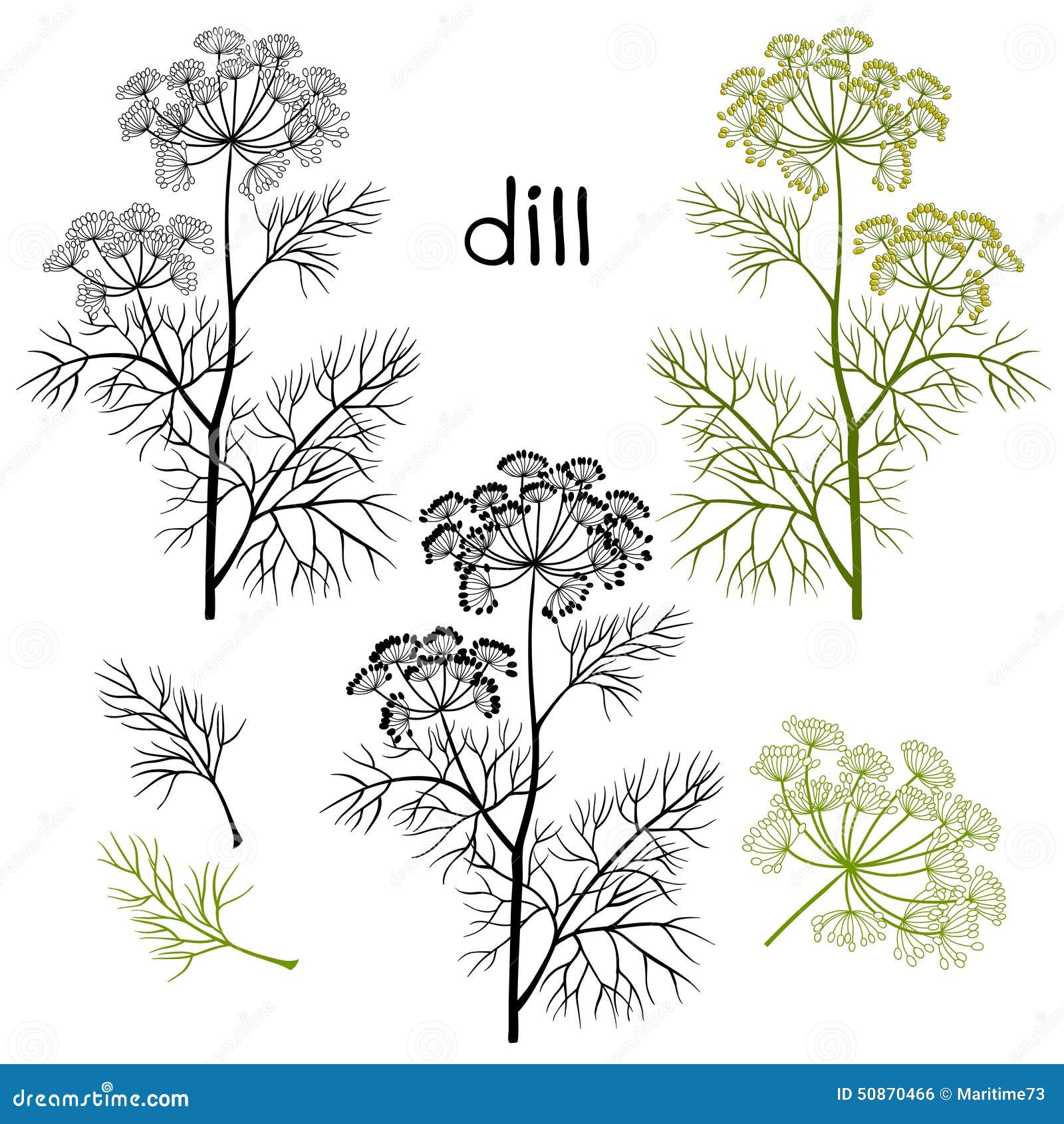 Set Of Dill Isolated On White Background Hand Drawn Ill Stock Illustration Illustration Of