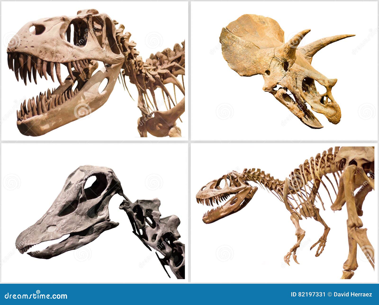 Set of Dinosaurs Skeleton T-Rex, Diplodocus, Triceratops, on White ...
