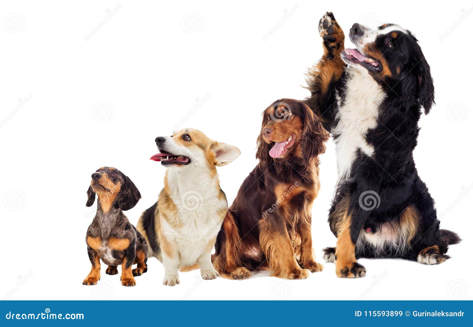 Set of Dogs Looking Sideways and Upwards Stock Image - Image of sitting ...