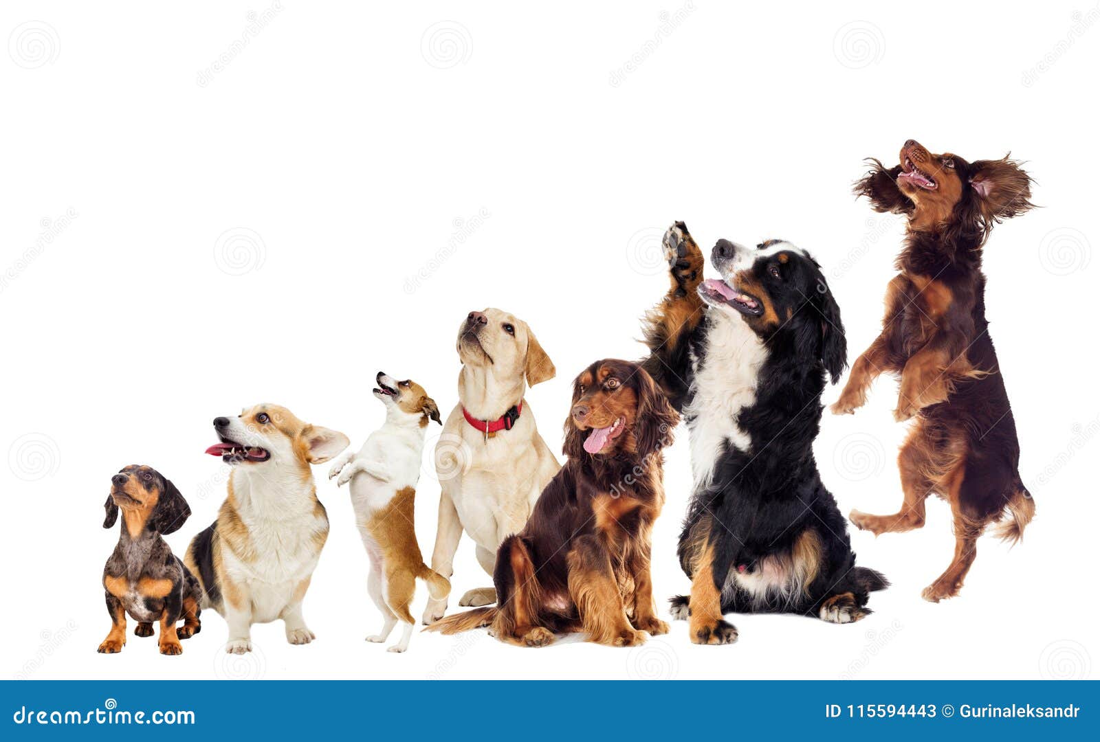 Set of Dogs Looking Sideways and Upwards Stock Image - Image of small ...