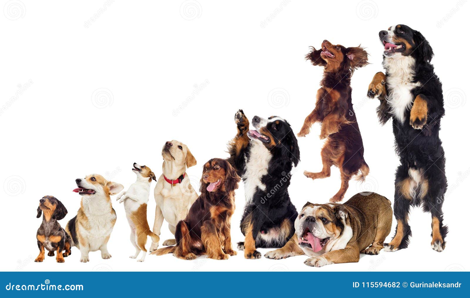 Set of Dogs Looking Sideways and Upwards Stock Photo - Image of ...