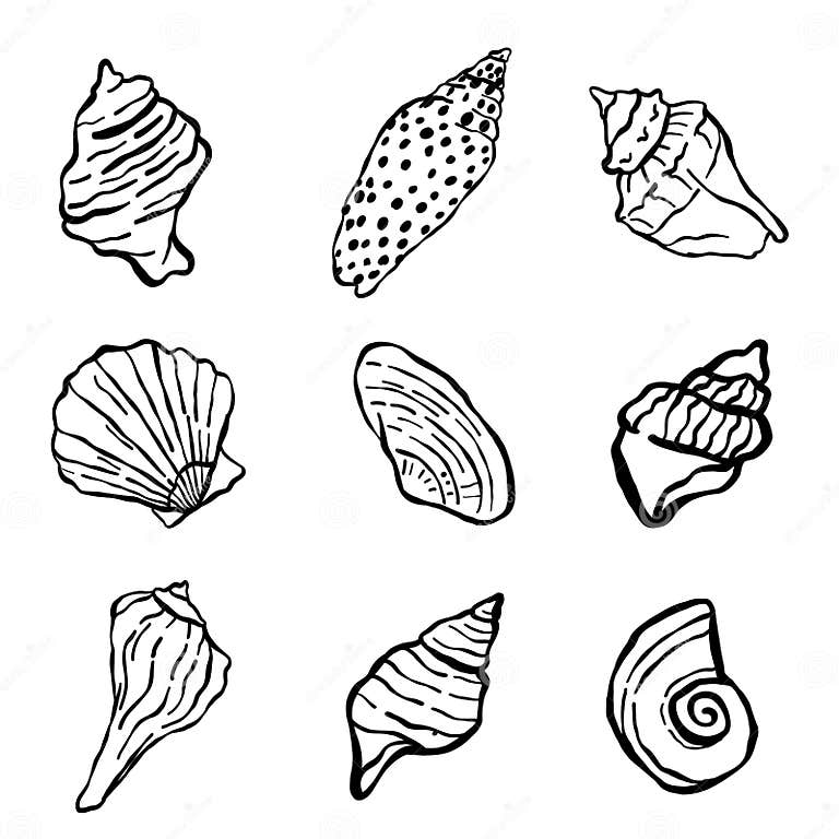 Set of Doodle Hand-drawn Sea Shells Collection. Stock Vector ...