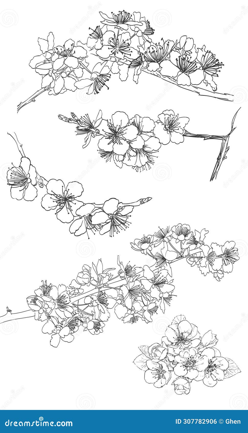 Set of Drawings of Sakura Flowers, Vector Illustration. Hand Drawn ...
