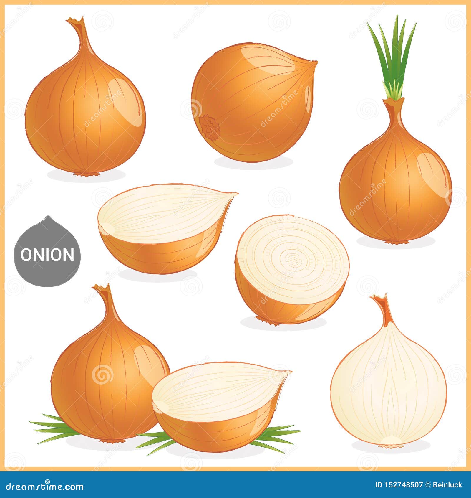 Set of Dried Onion Vegetable with Green Leaves in Various Cuts and ...