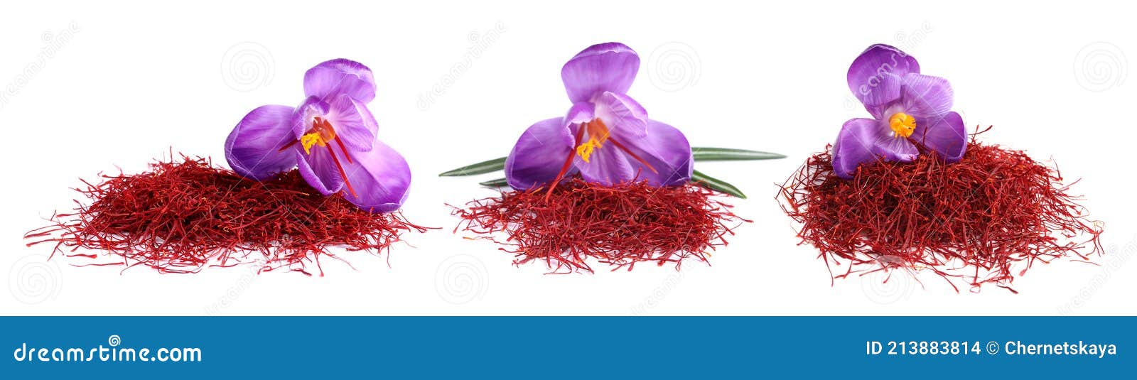 Set with Dried Saffron and Crocus Flowers on White Background. Banner ...