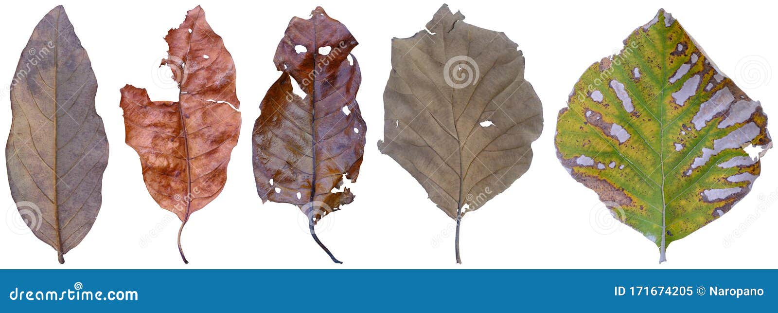 Dry Leaf Or Dead Leaf Isolated On White Background Stock Photo ...