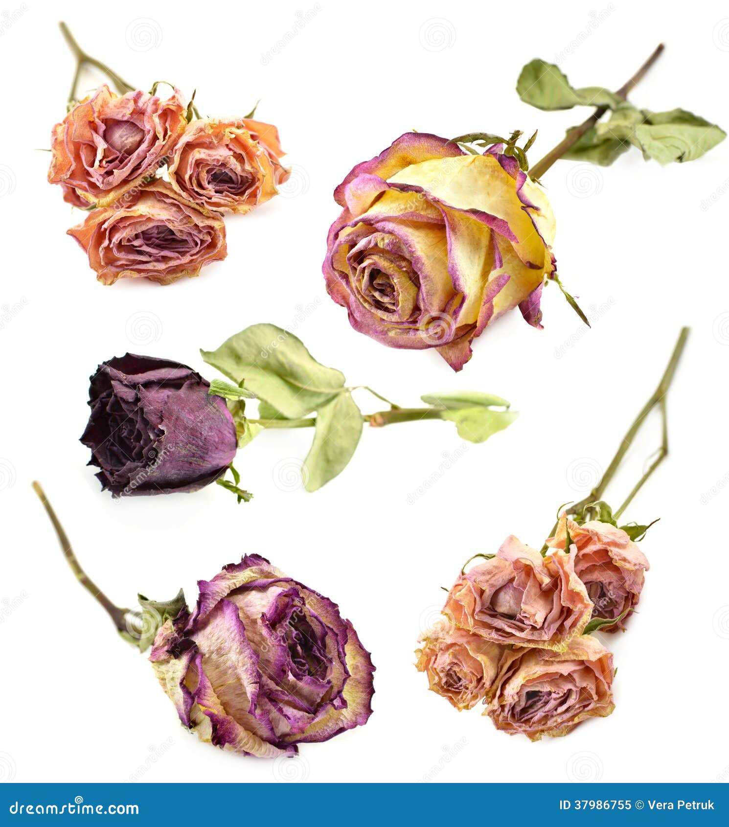 Set of dry roses stock image. Image of petal, dead, isolated - 37986755