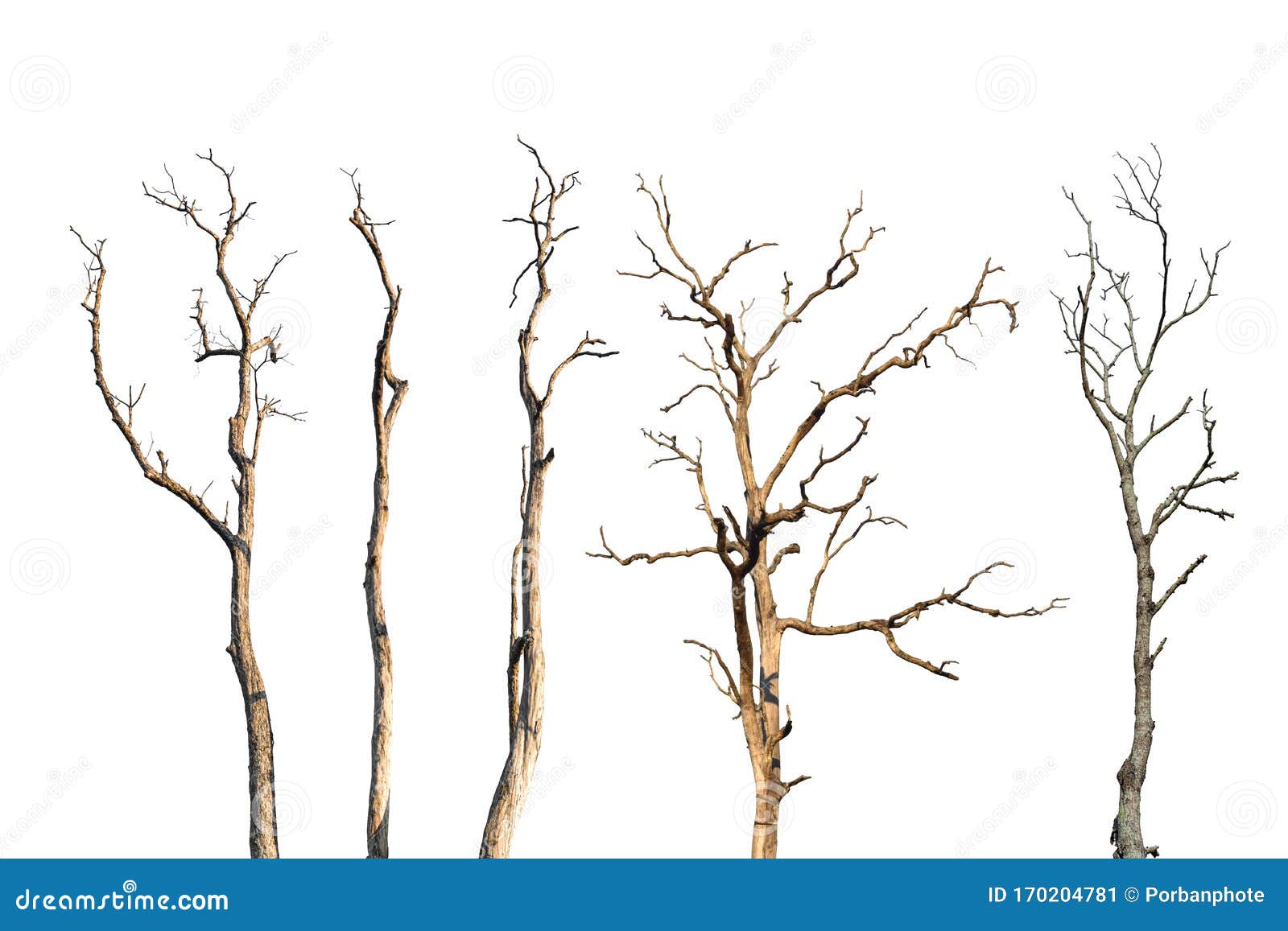 Set of Dry Tree Branch Isolated on White Stock Image - Image of natural ... Set of Dry Tree Branch Isolated on White Stock Image - Image of natural ...