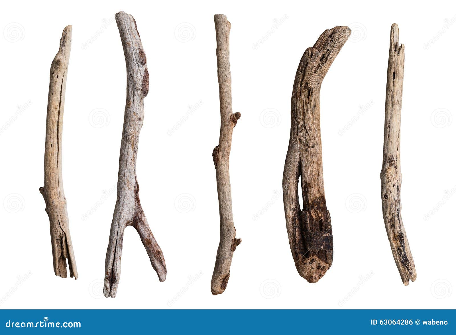 Set of dry tree branch stock photo. Image of limb, design - 63064286