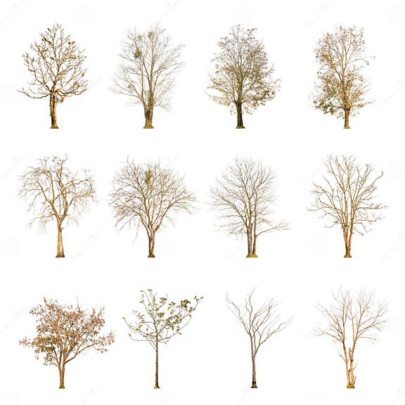 Set of Dry Tree Shape and Tree Branch on White Background for Isolated ...