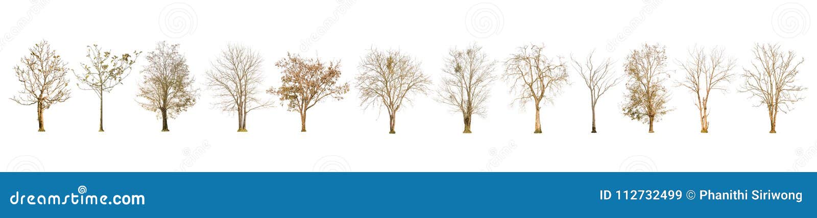 Set of Dry Tree Shape and Tree Branch on White Background for Isolated ...