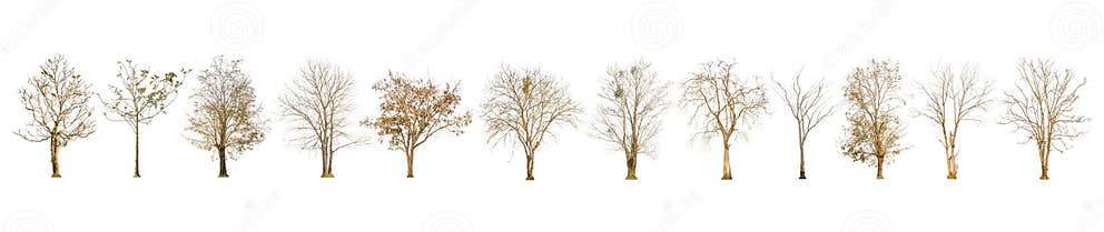 Set of Dry Tree Shape and Tree Branch on White Background for Isolated ...