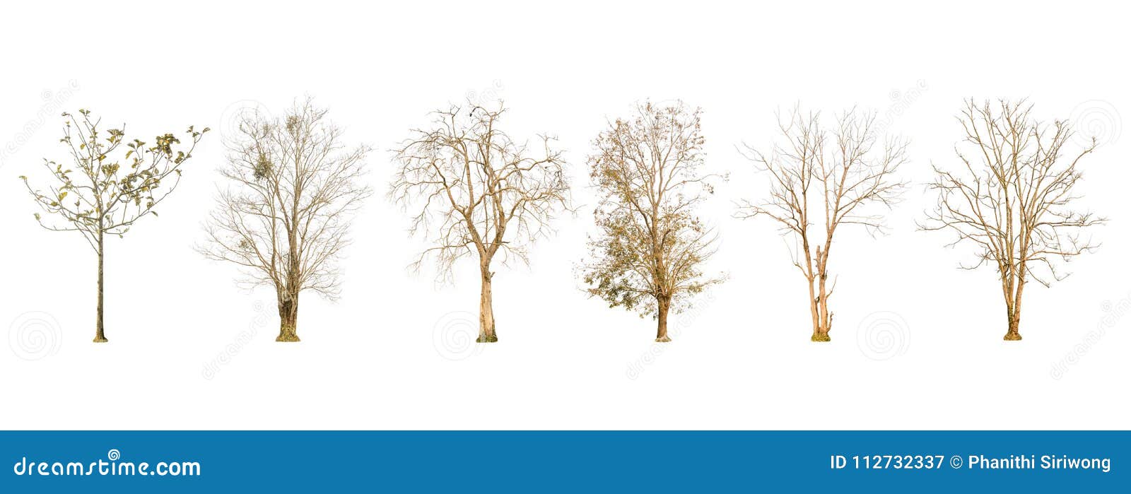 Set of Dry Tree Shape and Tree Branch on White Background for Isolated ...