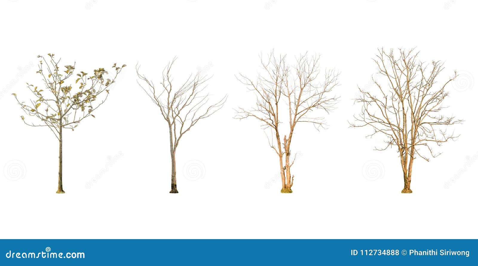 Set of Dry Tree Shape and Tree Branch on White Background for Isolated ...