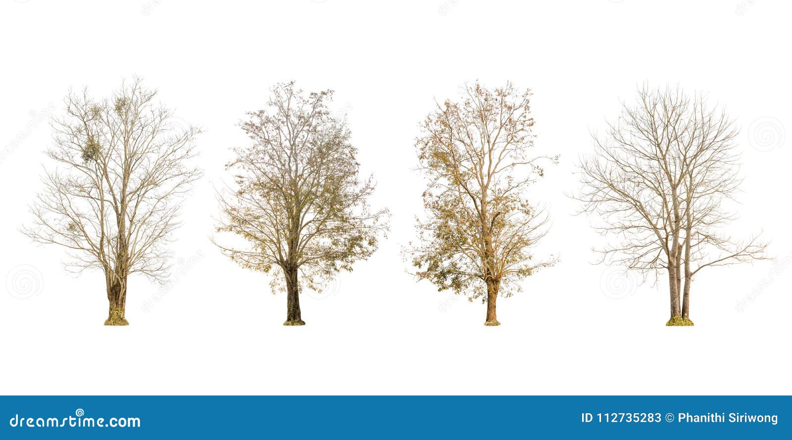 Set of Dry Tree Shape and Tree Branch on White Background for Isolated ...