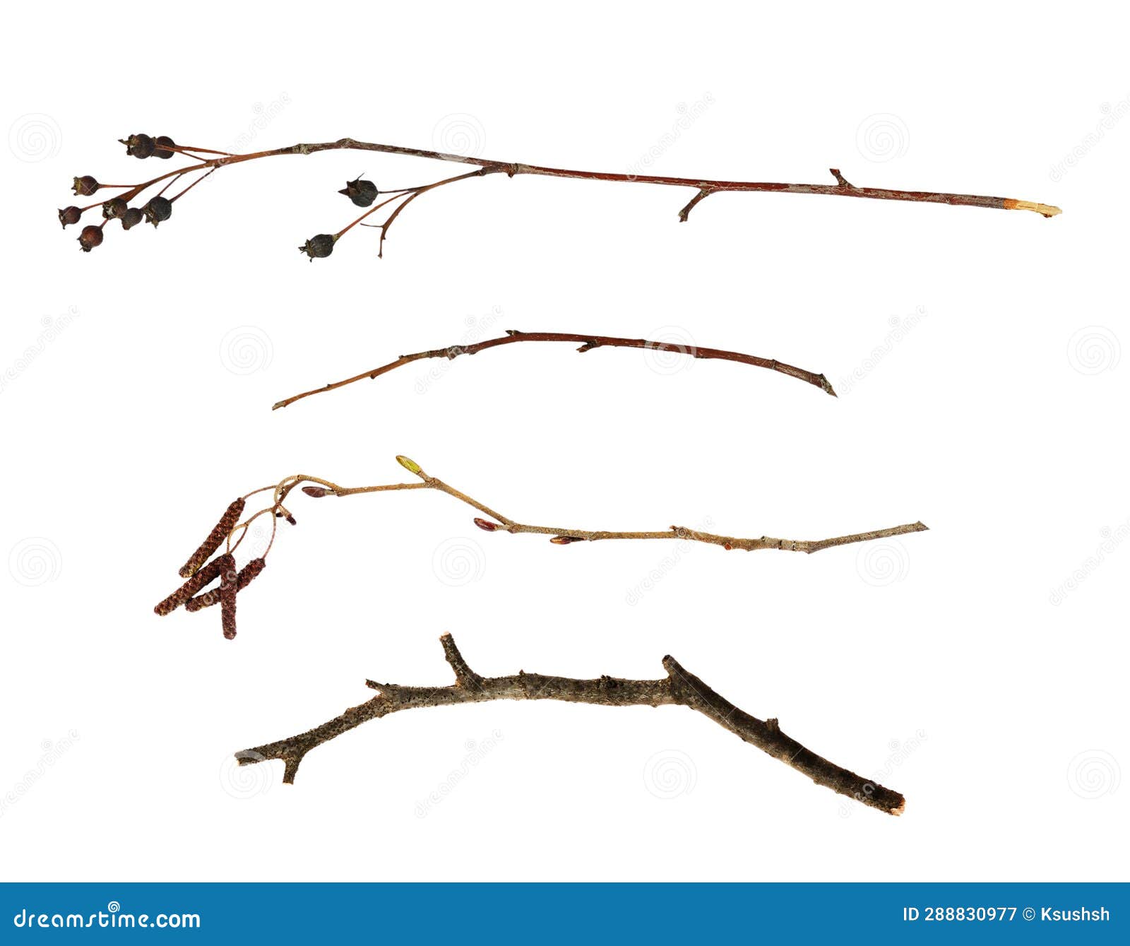 Set of dry twigs isolated stock illustration. Illustration of detail ...