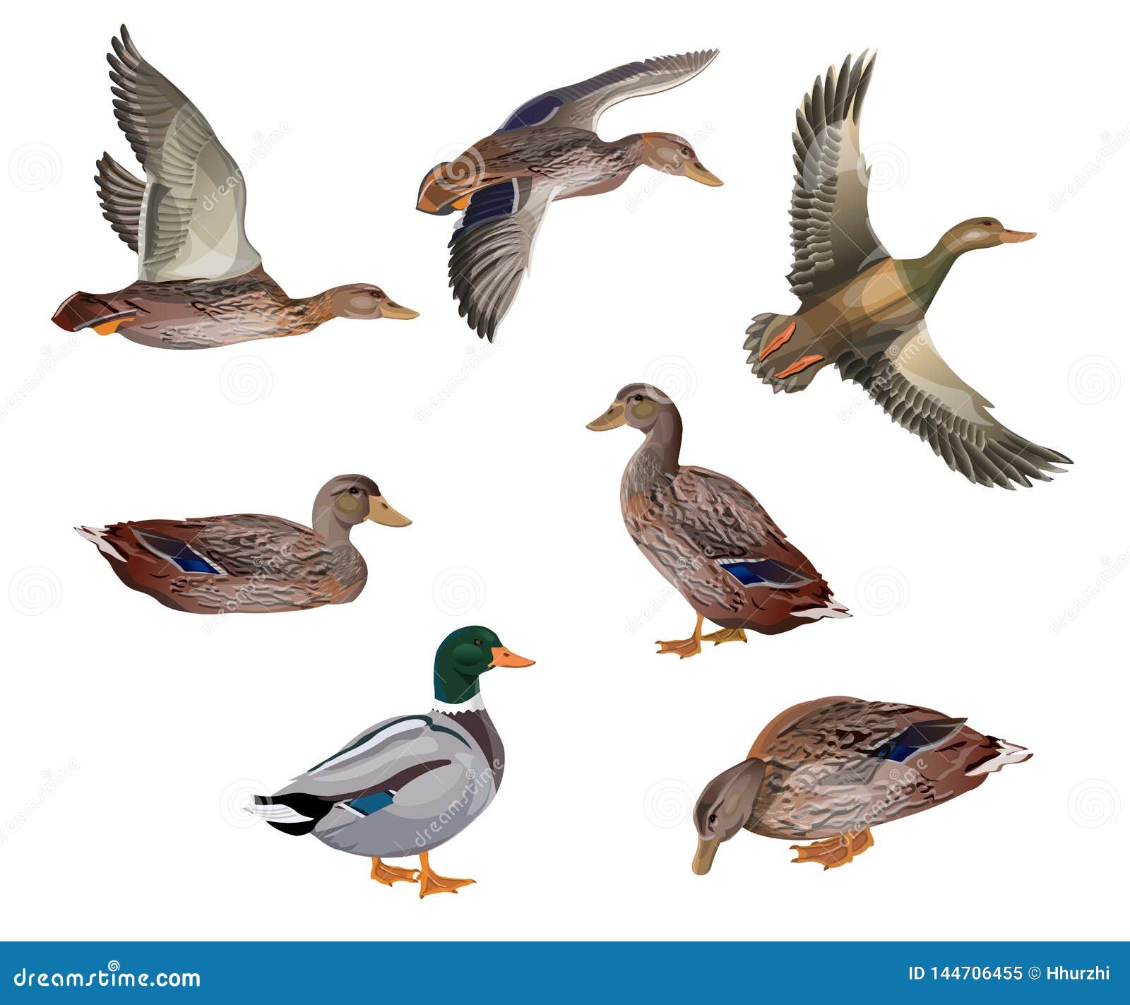 Waterbird Ducks Stock Illustrations – 508 Waterbird Ducks Stock ...