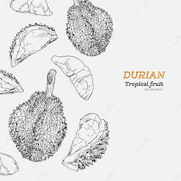 Set of Durian , Sketch Vector. Stock Vector - Illustration of delicious ...