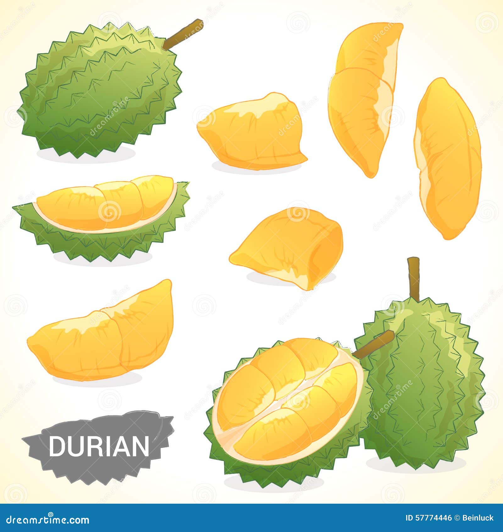 Set of Durian in Various Styles Format Stock Vector - Illustration of ...