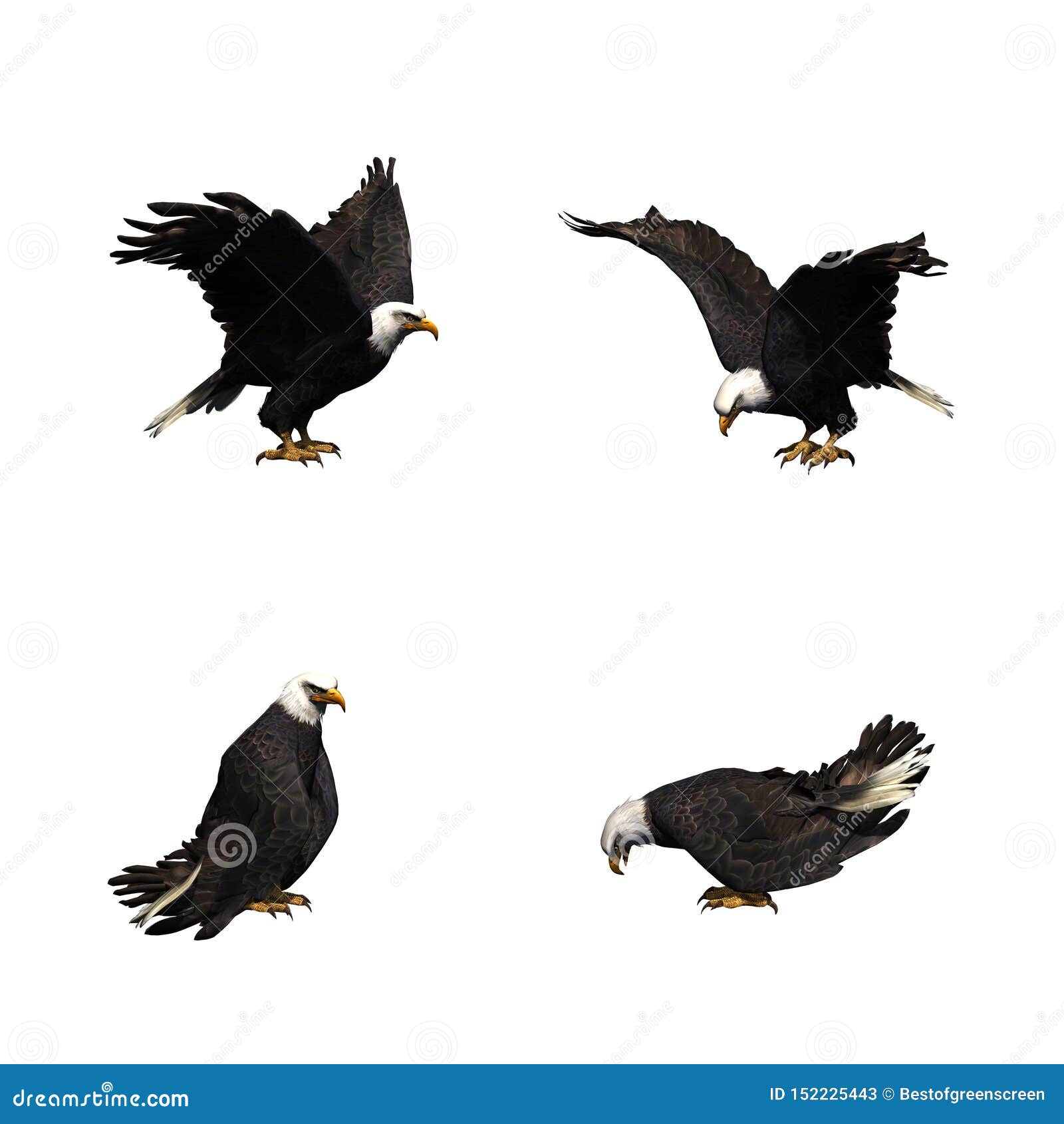 Set of Eagle in Different Movements on White Background Stock ...