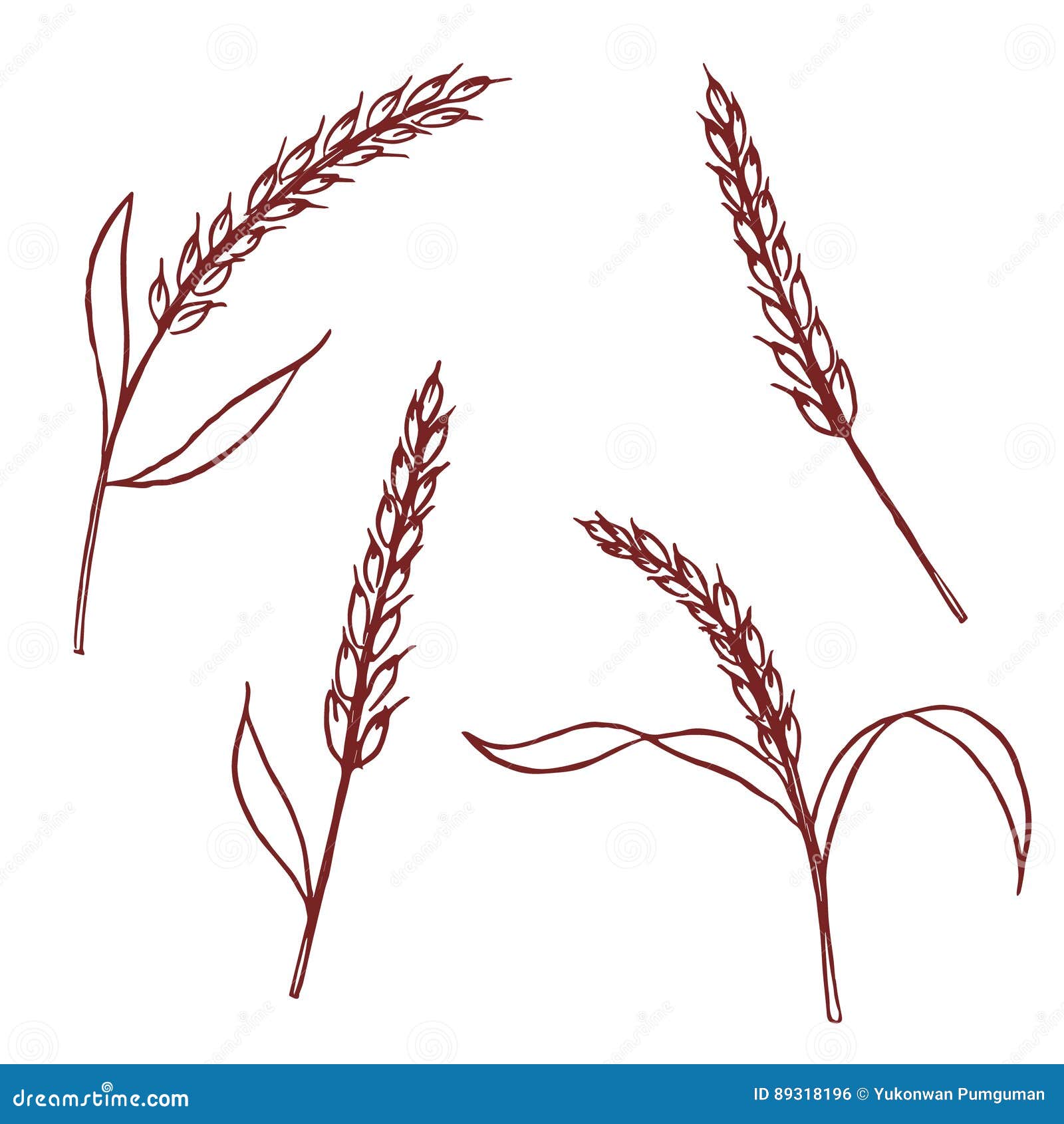 Set of Ears of Rice Hand Drawn Illustration, Vector Stock Vector ...