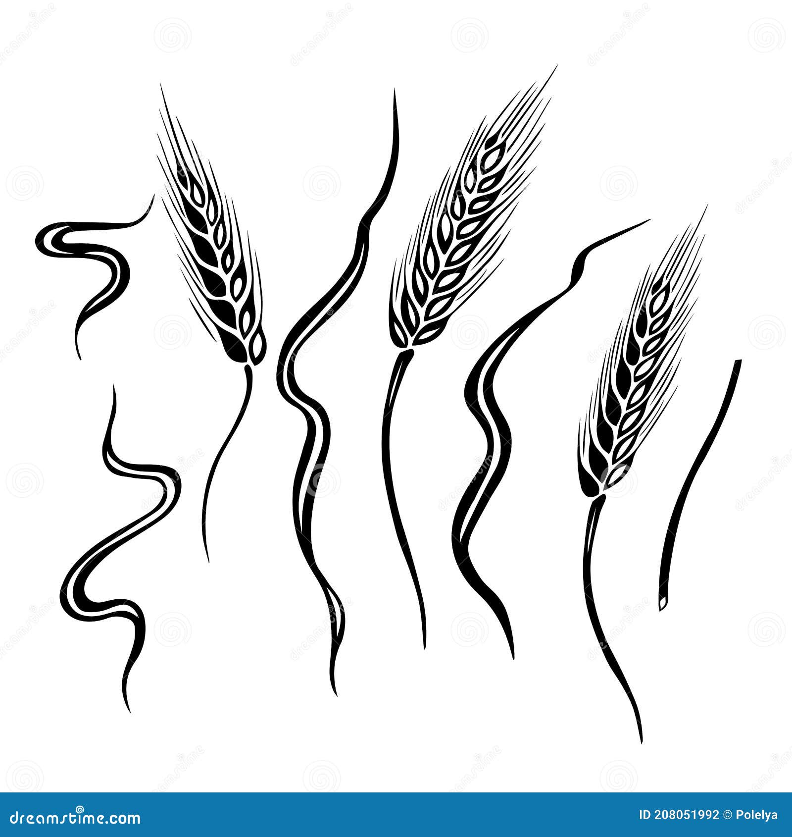 Set of Ears, Stalks and Leaves of Rye Stock Vector - Illustration of ...