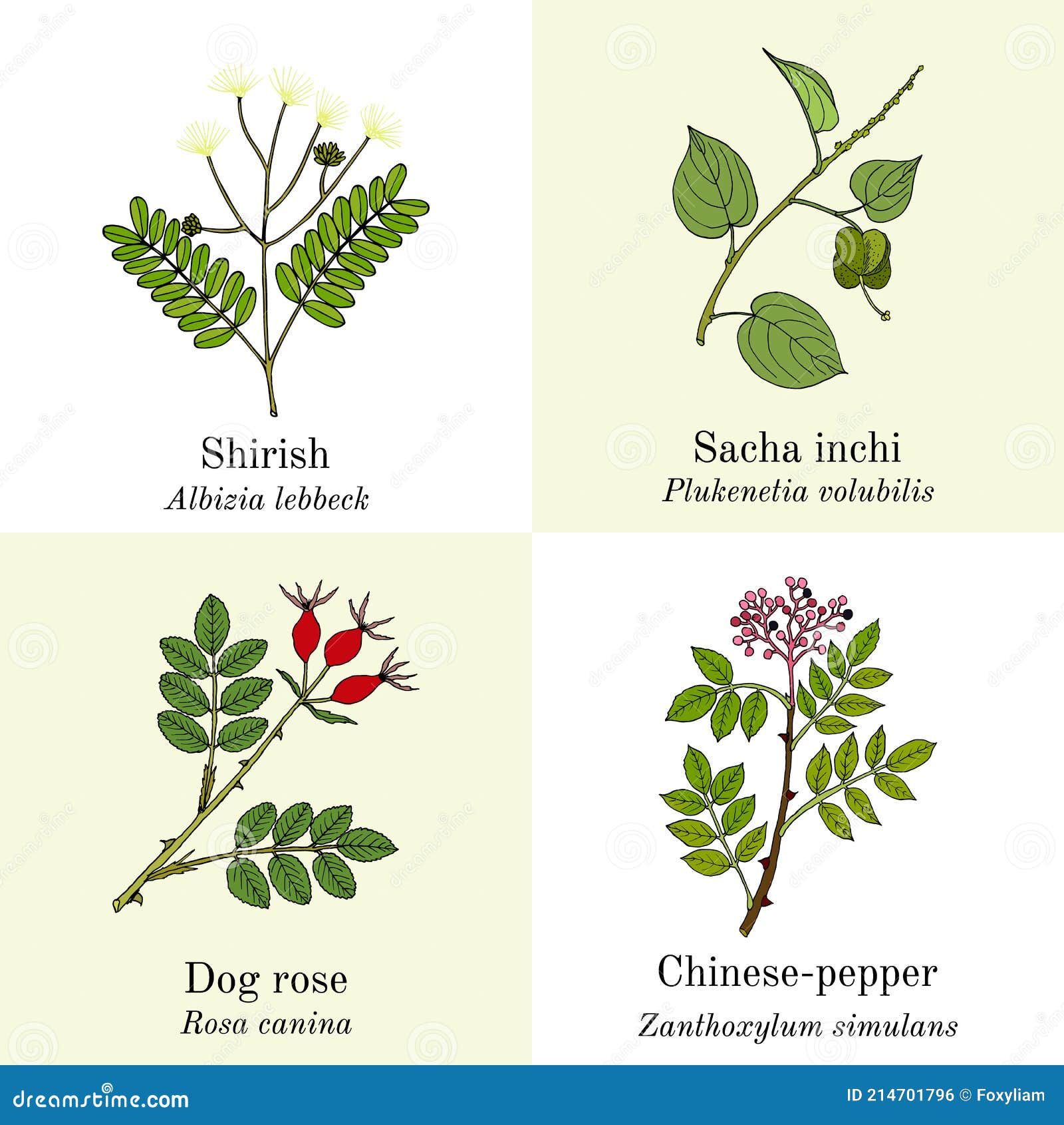 Shirish Albizia Lebbeck , Or Lebbek Tree, Medicinal Plant Cartoon ...