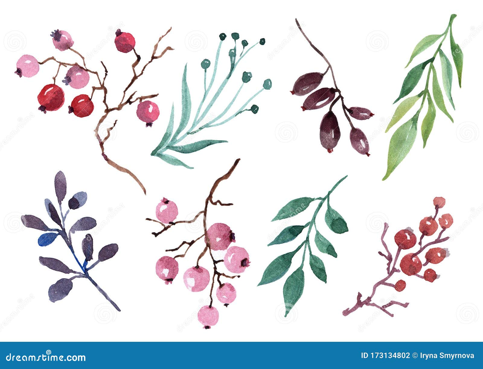 Set of Eight Branches of Different Plants on a White Background ...