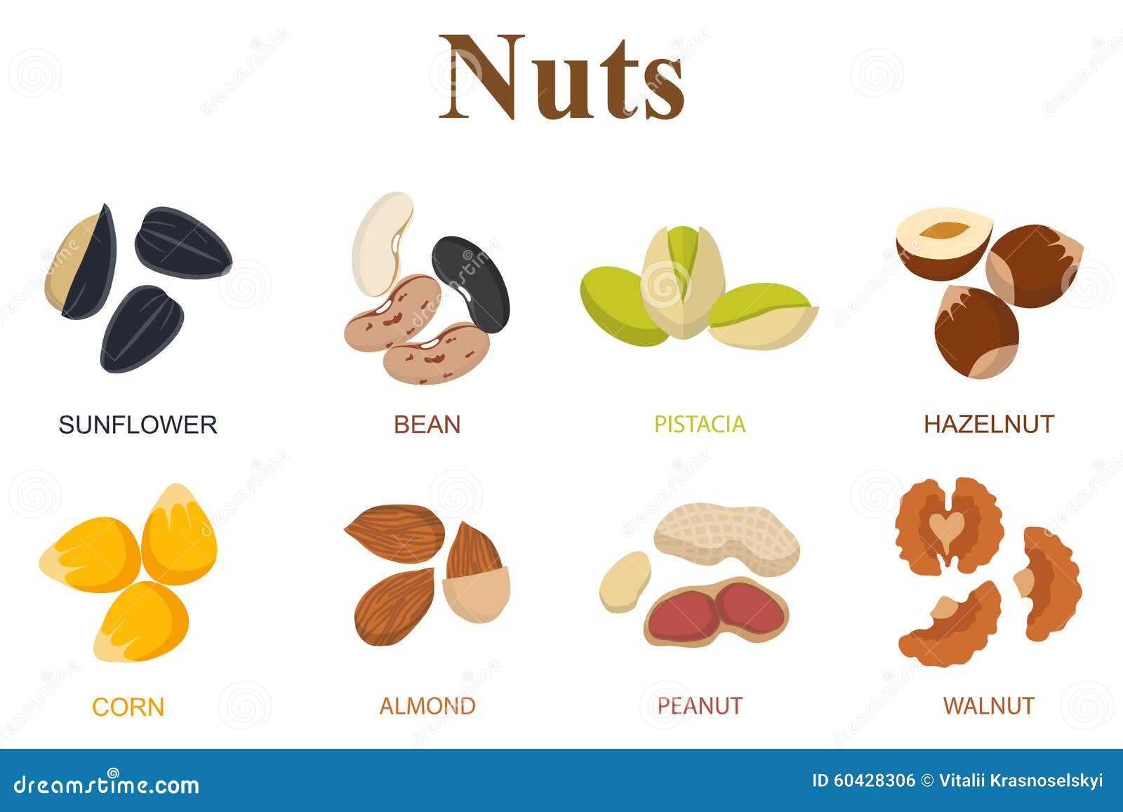Set of Eight Different Types Nuts on a White Background Stock Vector ... Set of Eight Different Types Nuts on a White Background Stock Vector ...