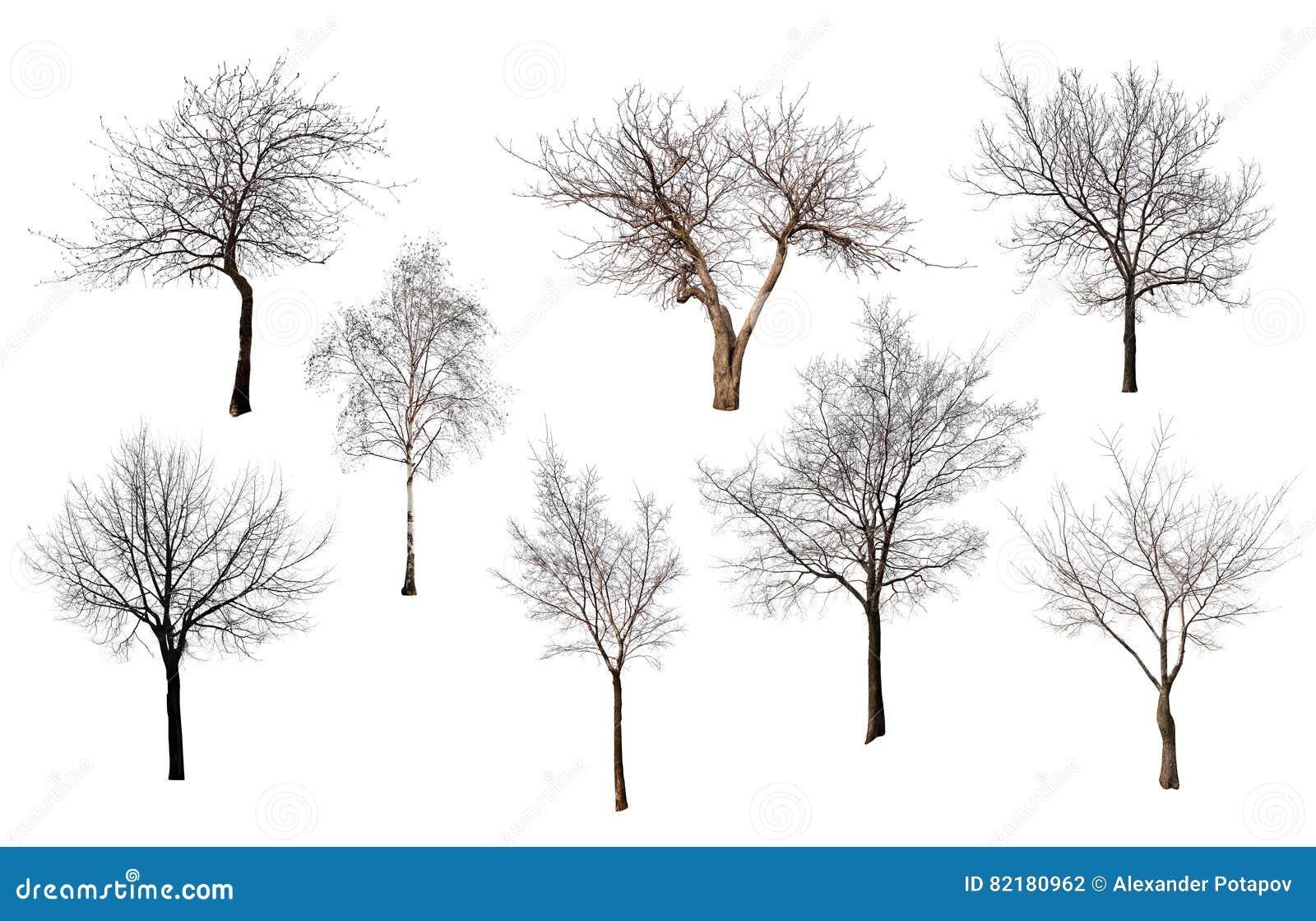 Eight Isolated Trees Collection Stock Photos - Free & Royalty-Free ...