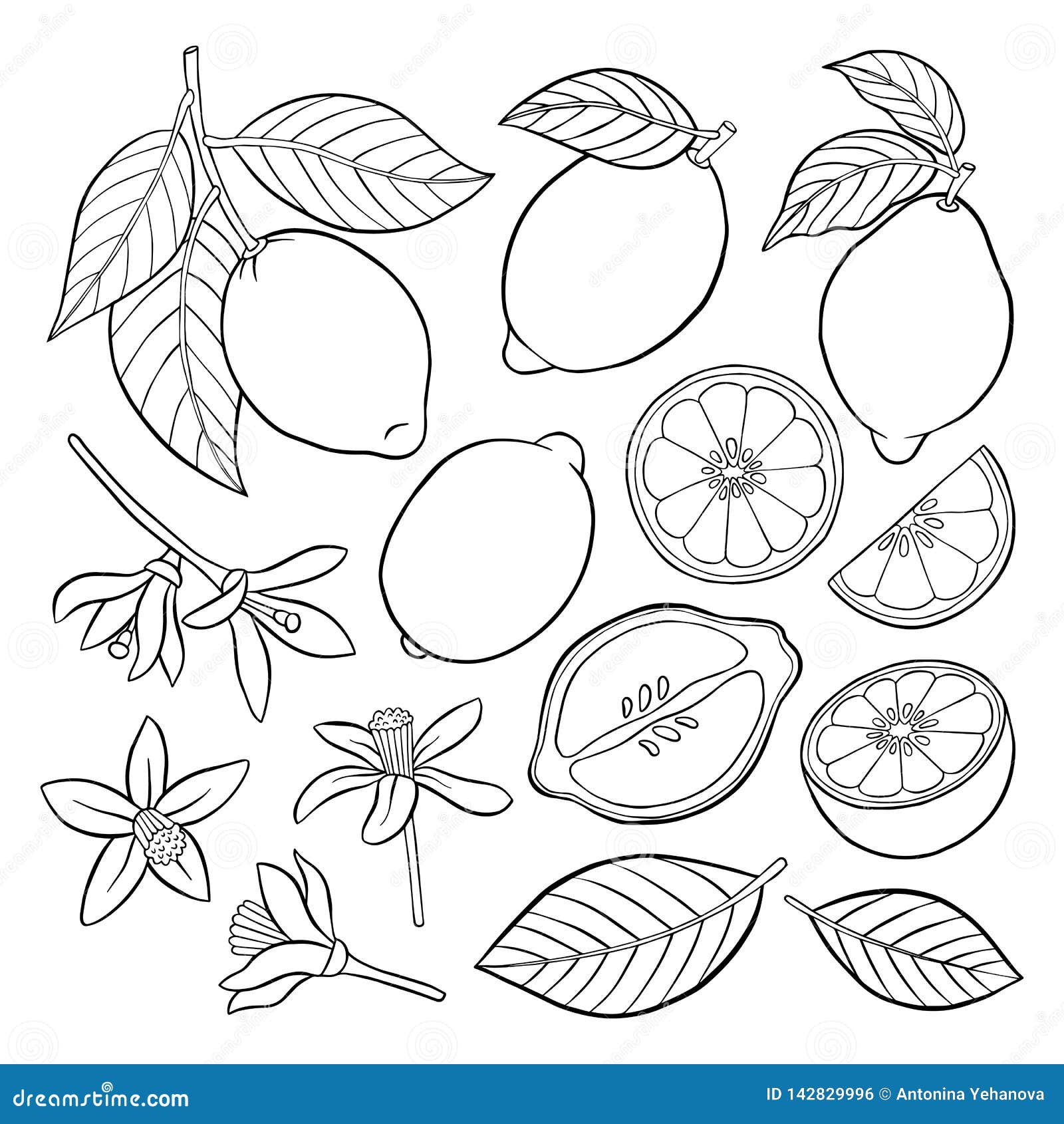 Set of elements of a lemon stock vector. Illustration of food - 142829996