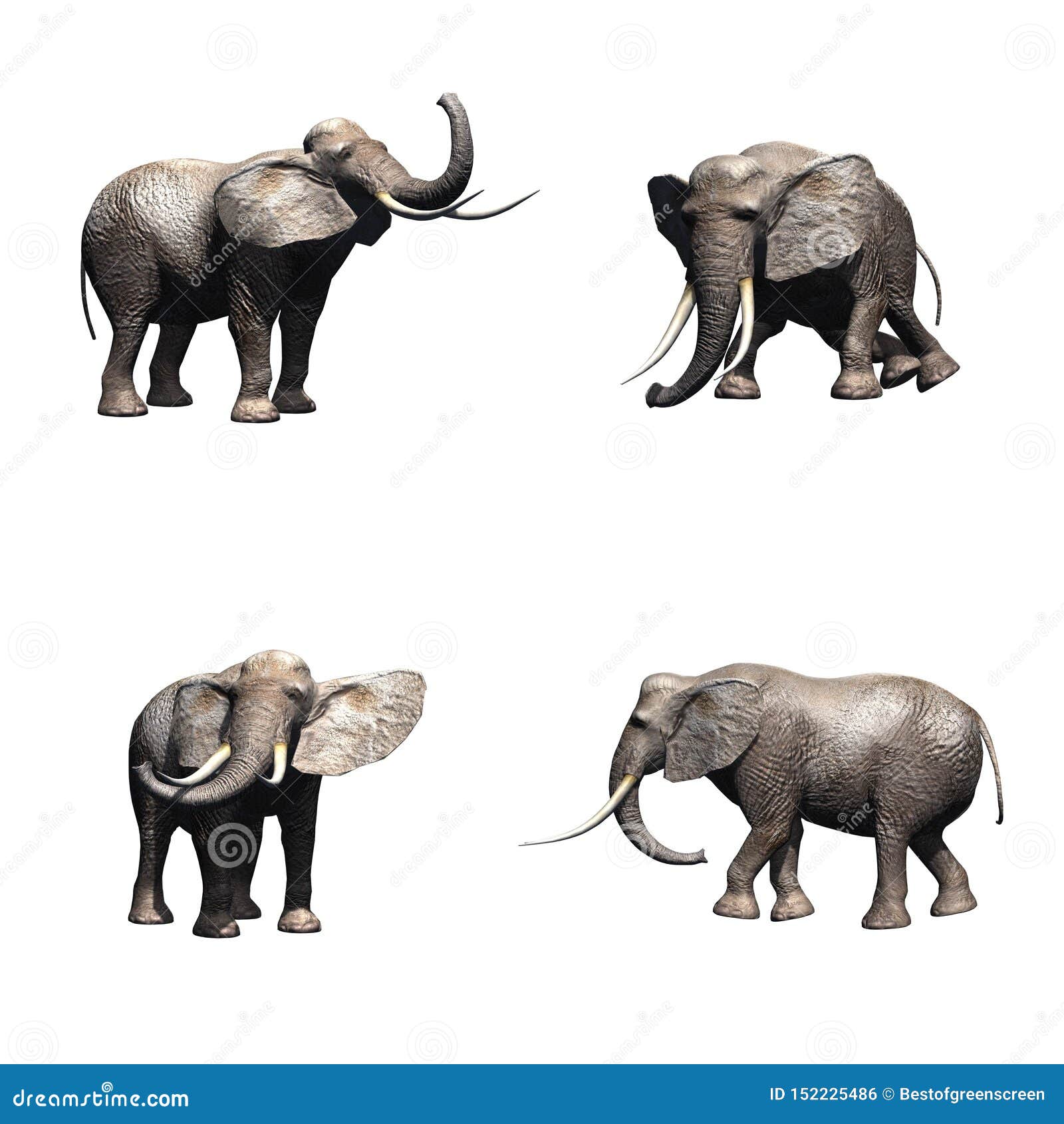 Set of Elephant in Different Movements on White Background Stock ...