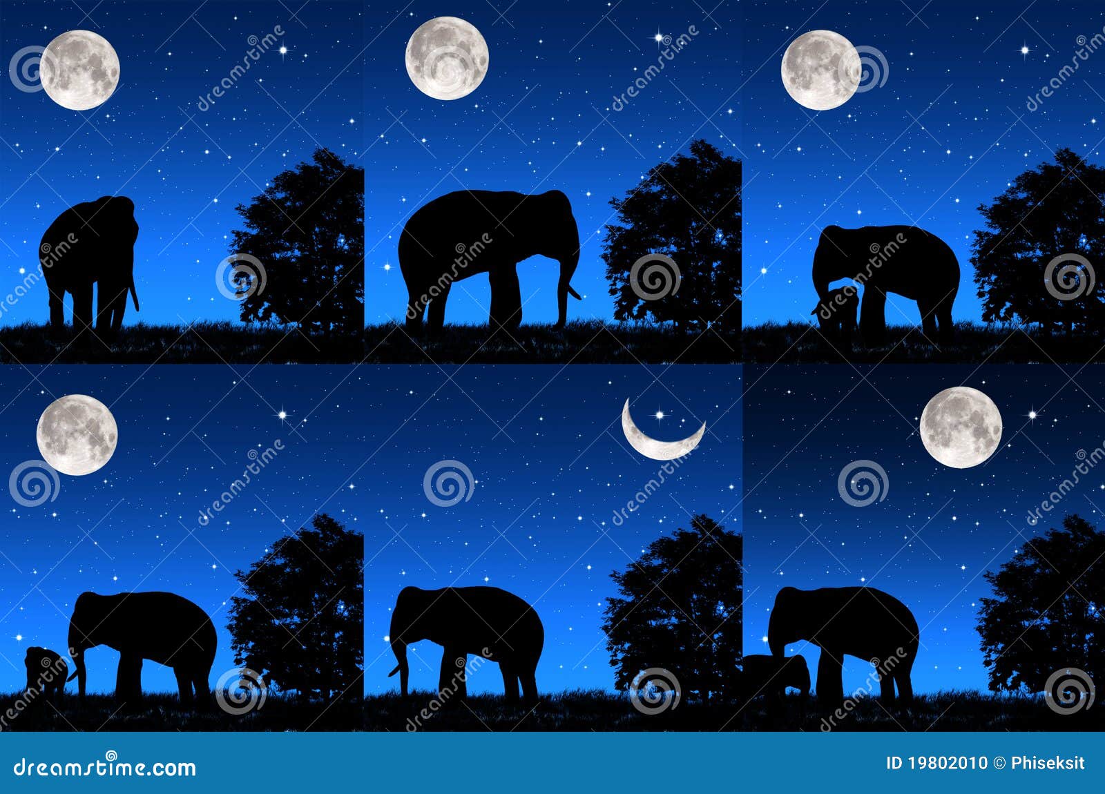 Set Elephant Living at Night Stock Illustration - Illustration of ...