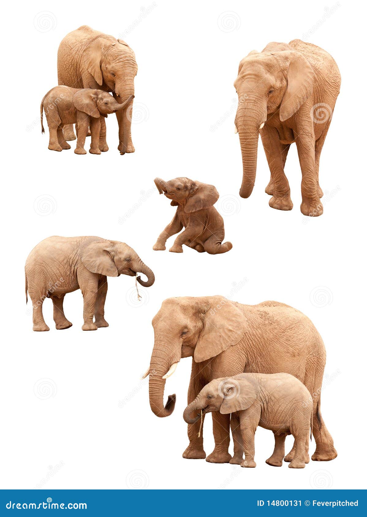 Set of Elephants Isolated on White Stock Image - Image of animal, huge ...