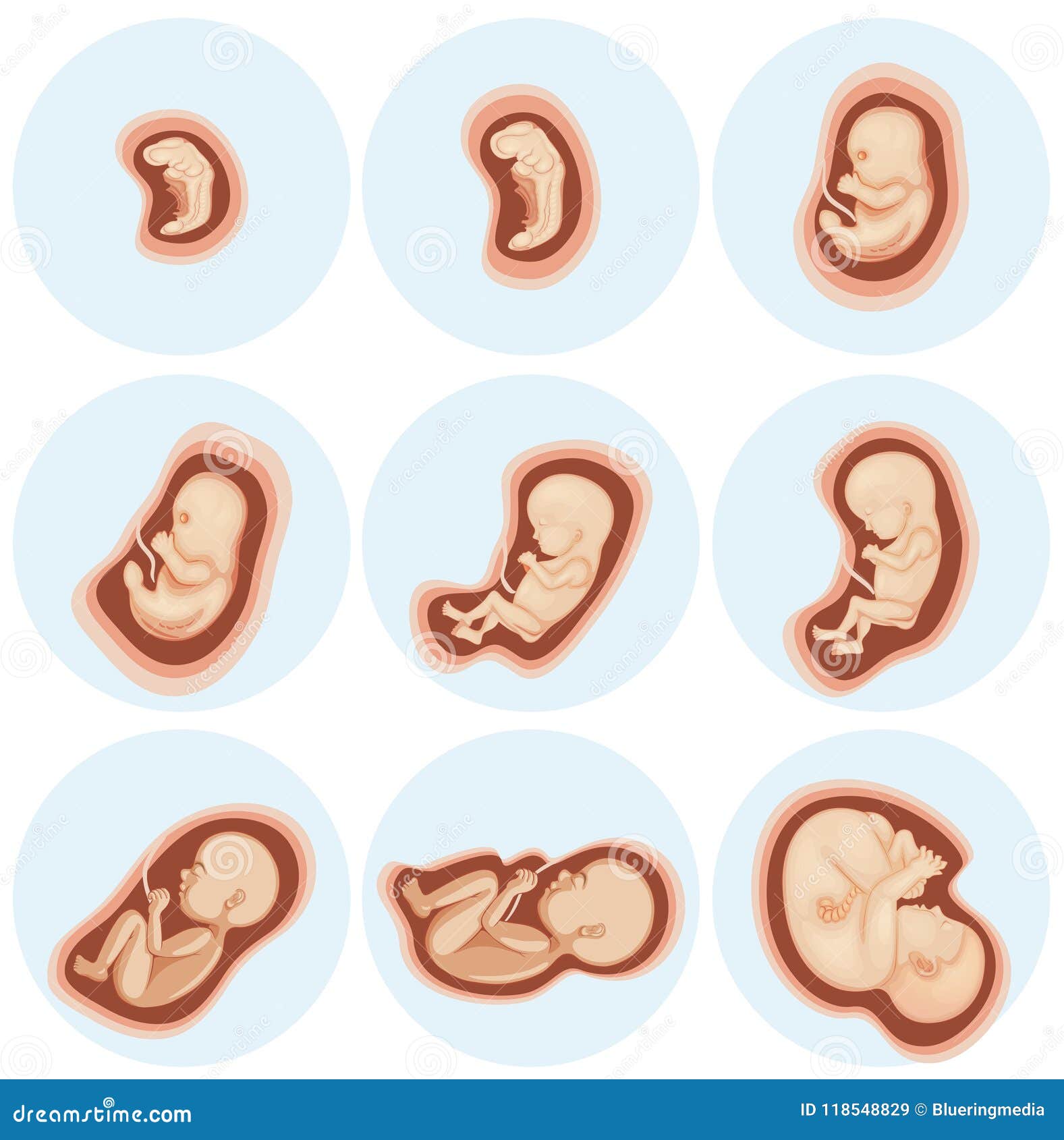 Embryo Development Month By Month Infographic Elements With Embryonics ...