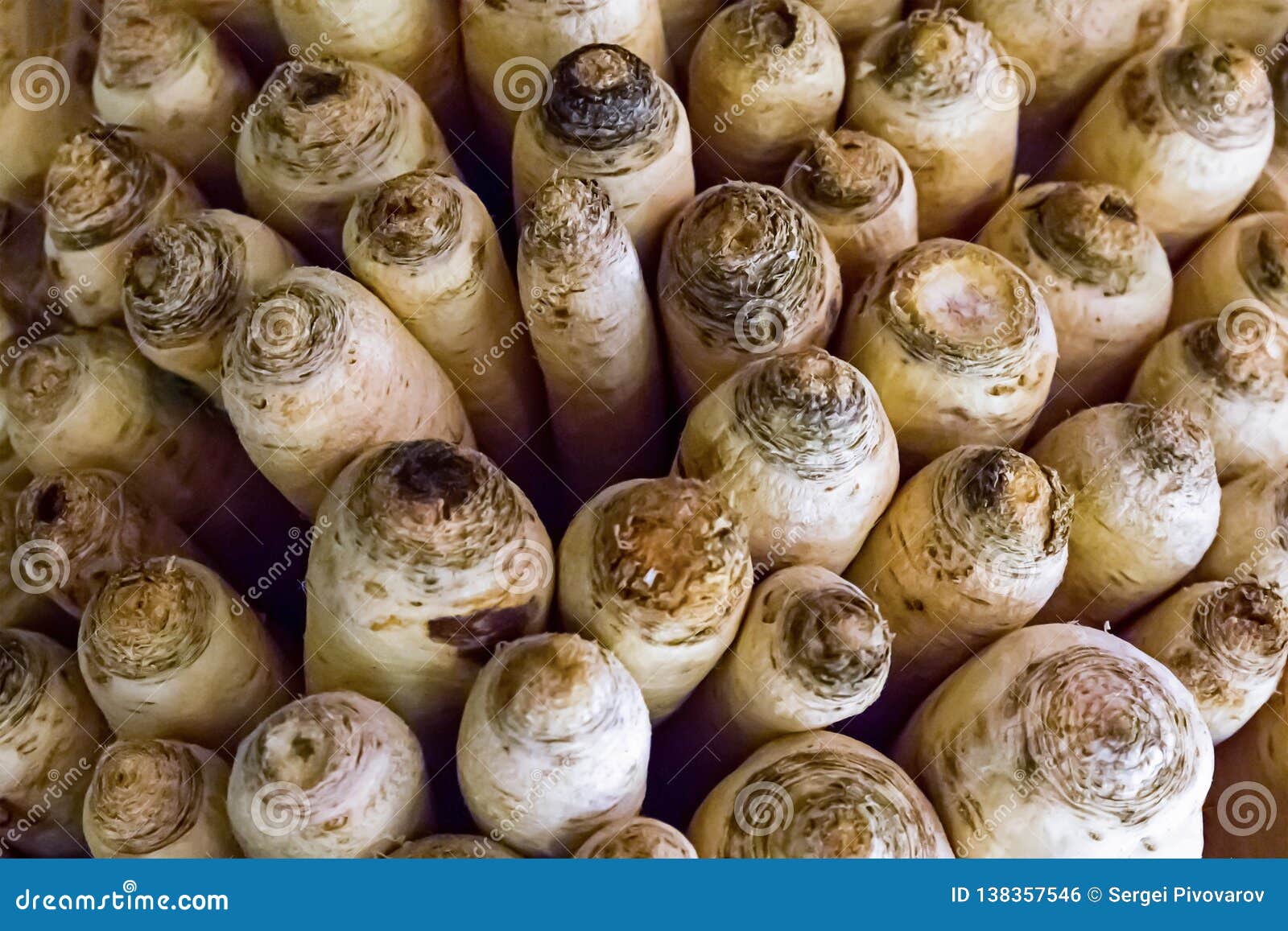 Set End of Root Leeks Base Crop Farmer Autumn Texture Design Base Web ...