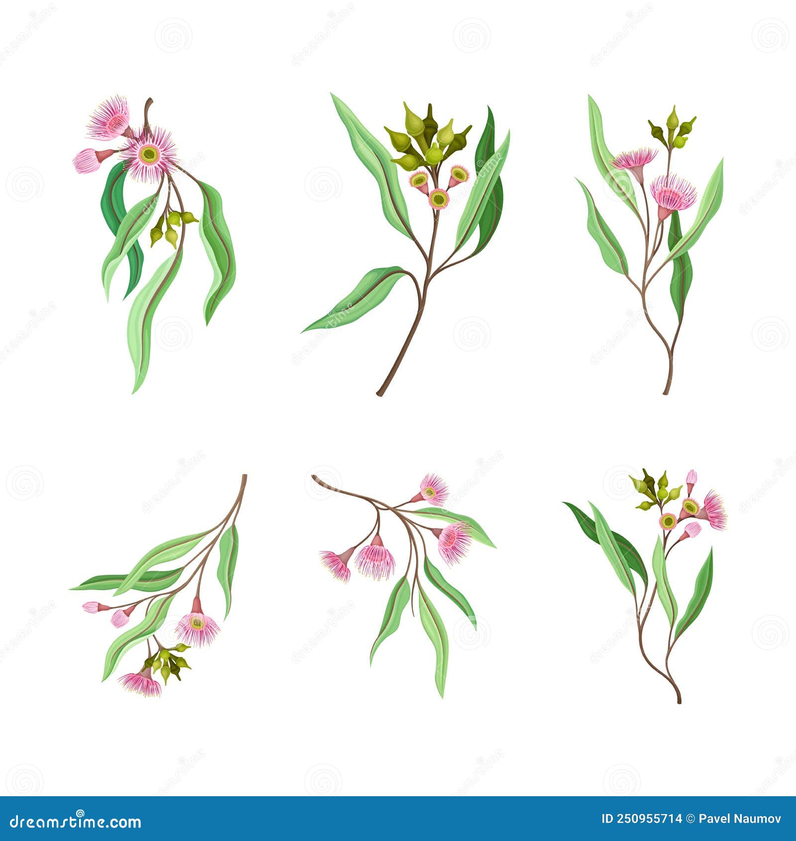 Set of Eucalyptus Flowering Tree Branches Vector Illustration Stock ...