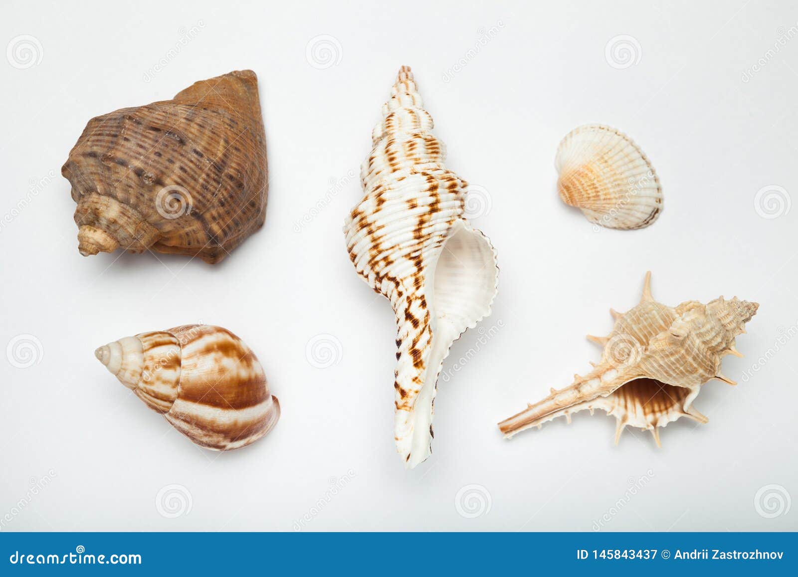 Set of Exotic Shells on a White Background Stock Image - Image of ...