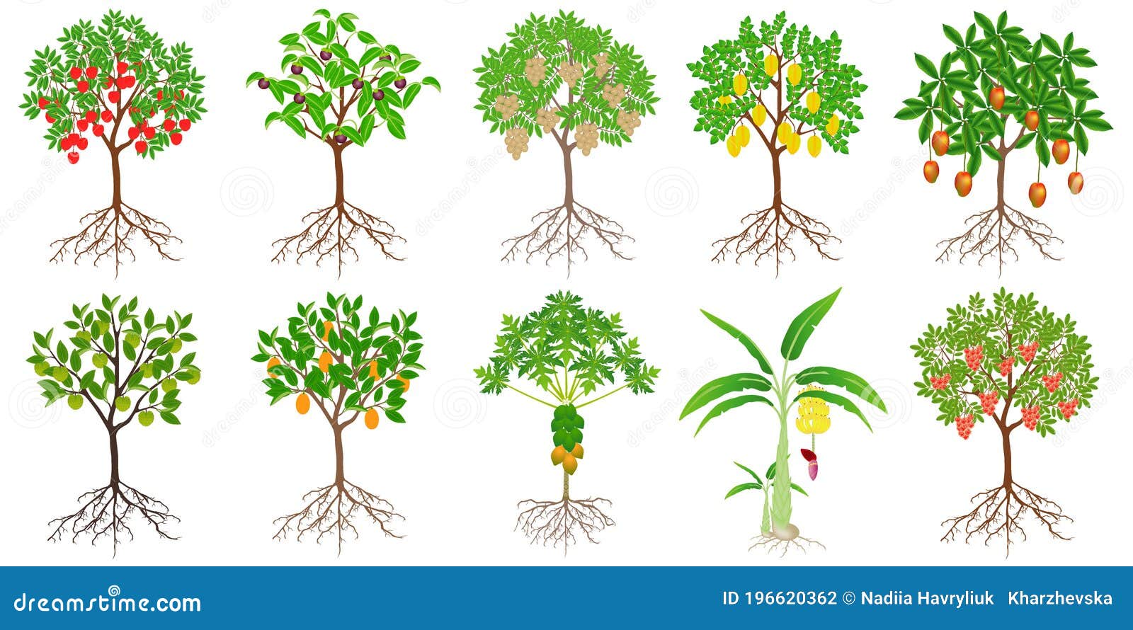 Set of Exotic Trees with Fruits on a White Background. Stock Vector ...