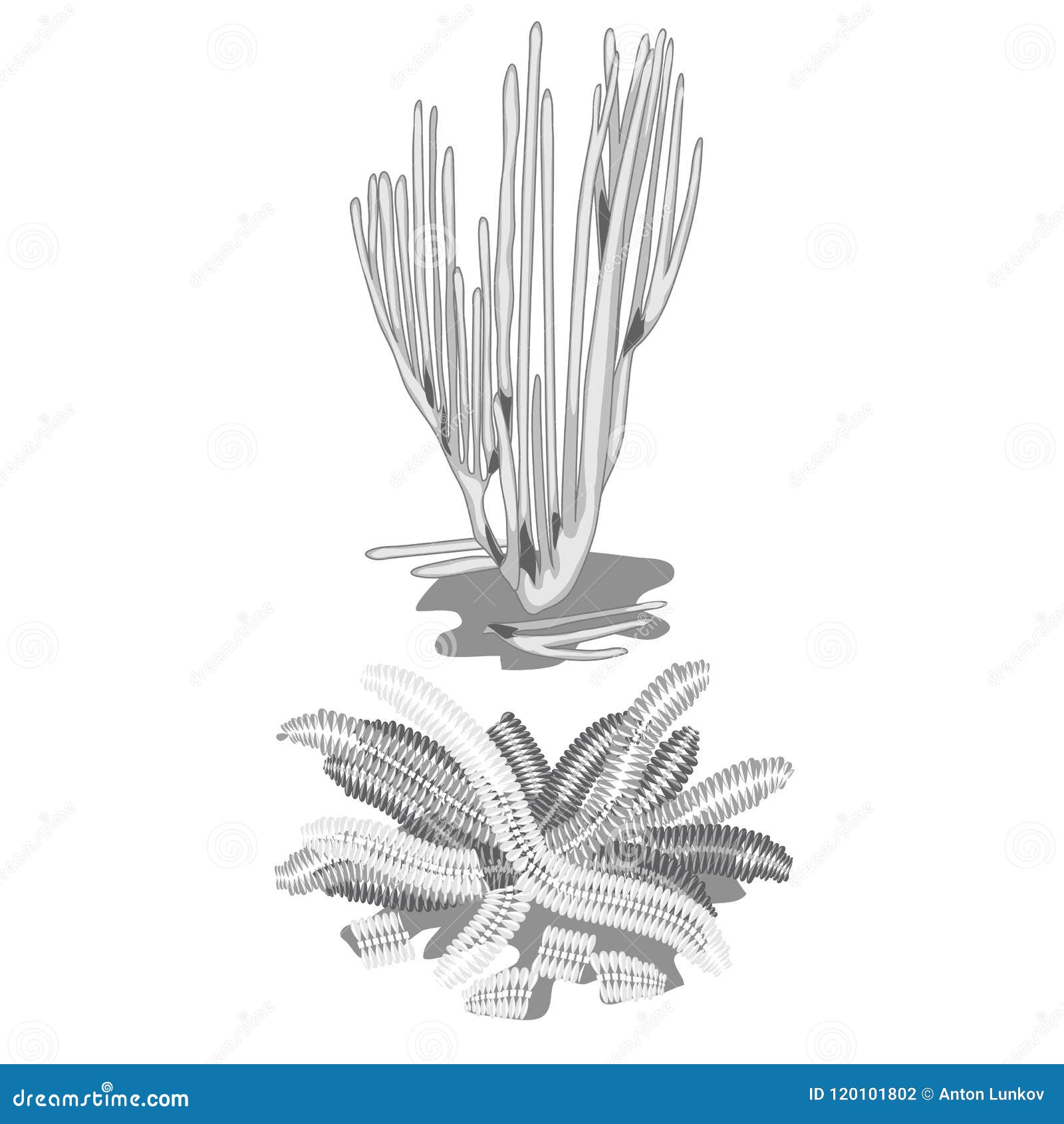 Set Of Extinct Discolored Algae Isolated On White Background. Vector ...