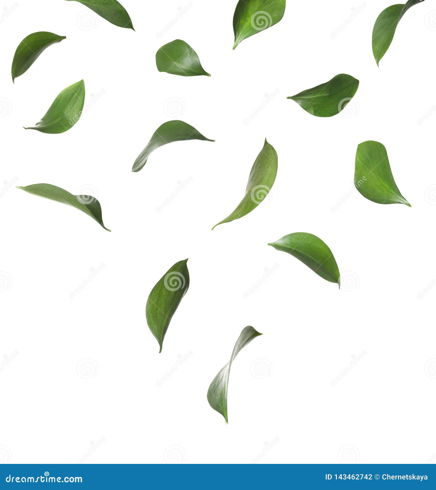 Set of Falling Green Fresh Leaves on White Stock Photo - Image of fresh ...