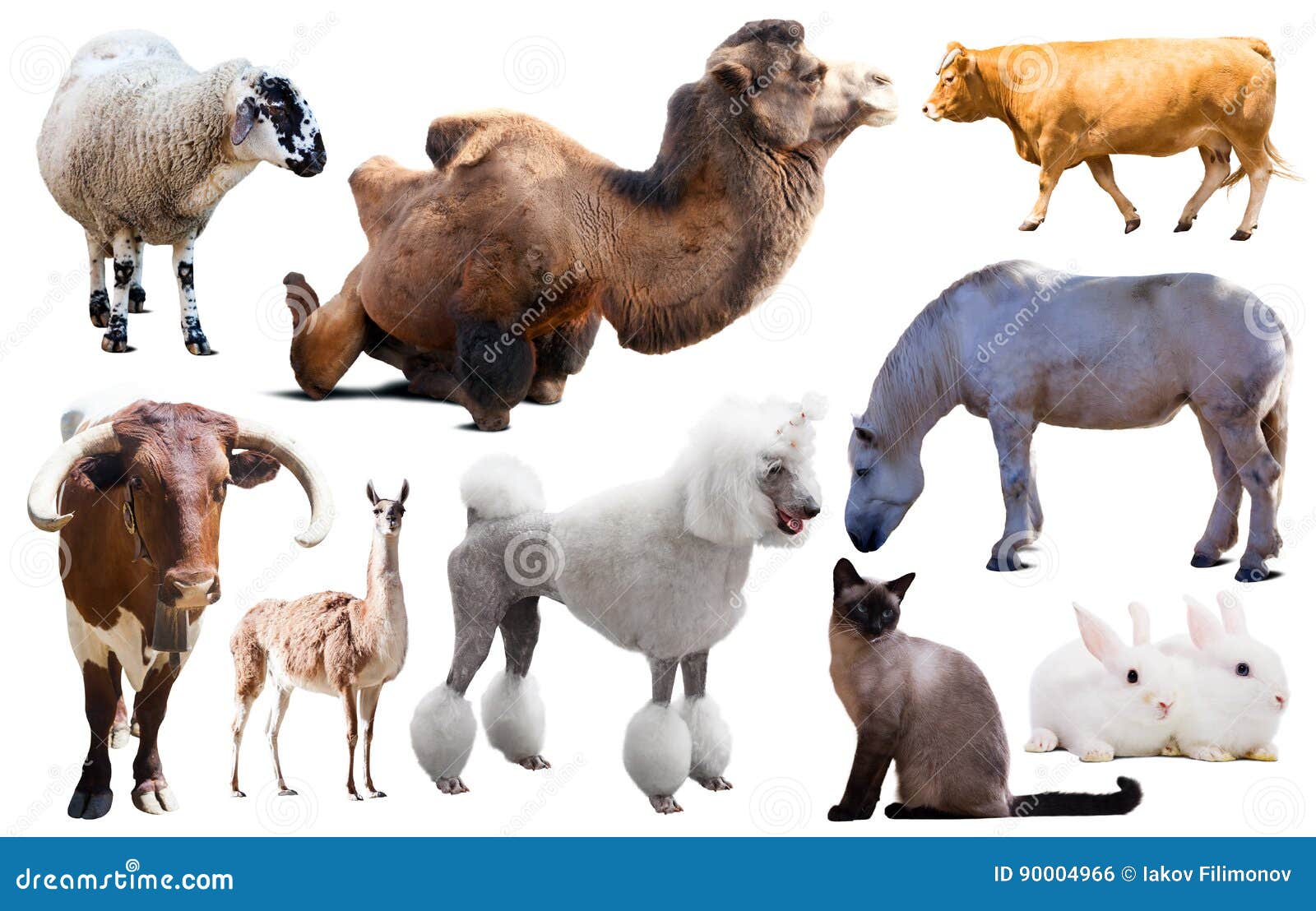 Set of farm animals stock photo. Image of lamb, mammals - 90004966