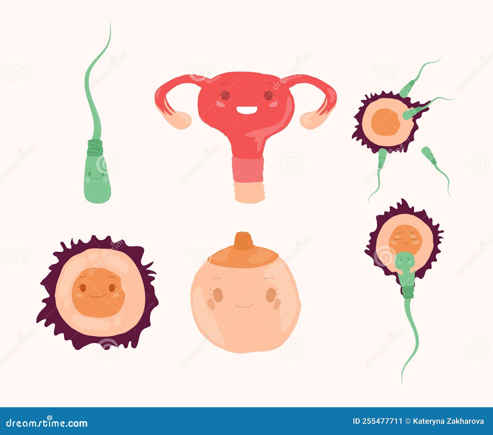 Set Of Female Reproductive System Vector Cartoon Illustration Stock