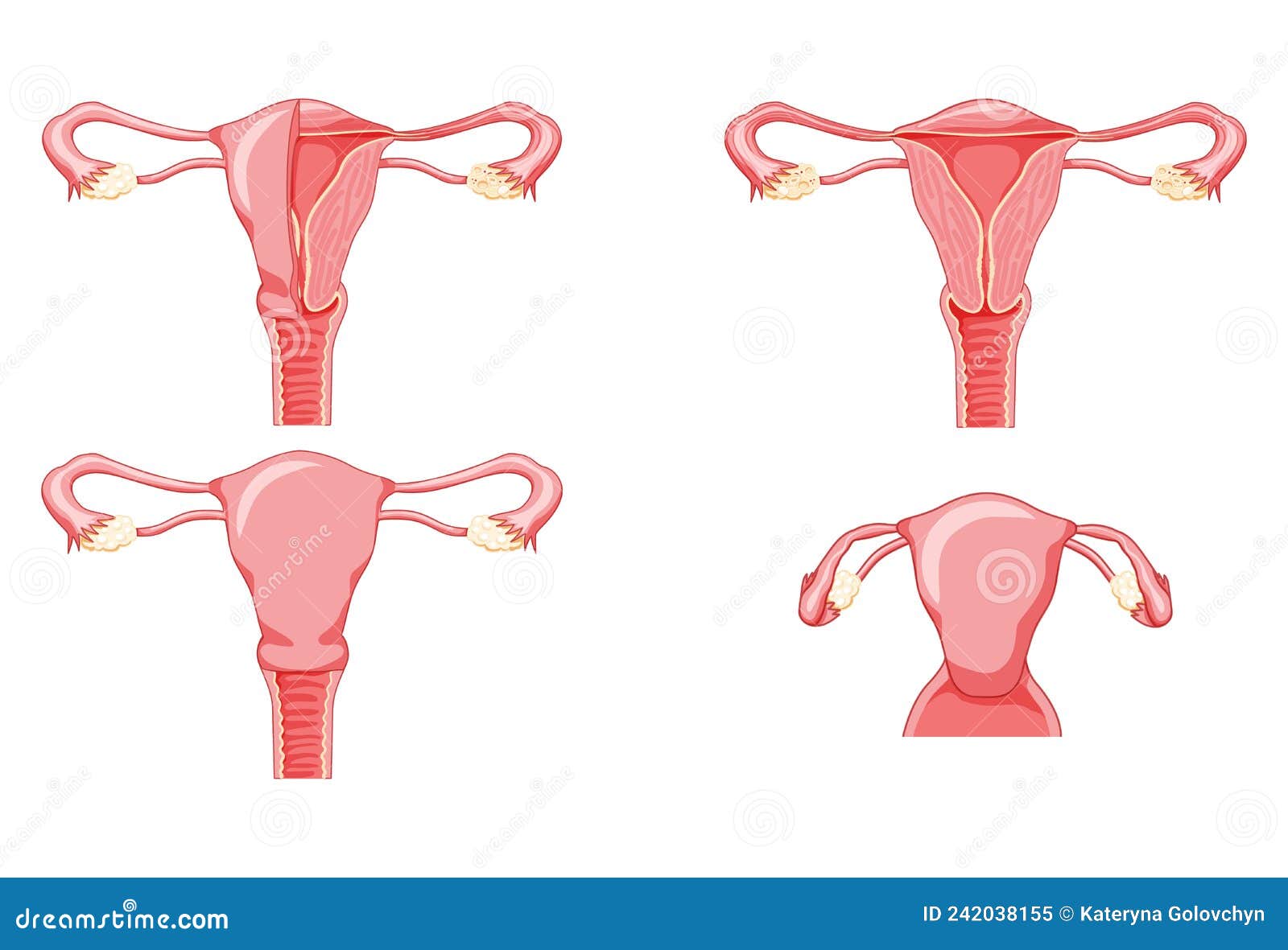 Set Of Female Reproductive System Uterus In Different Styles And Cross