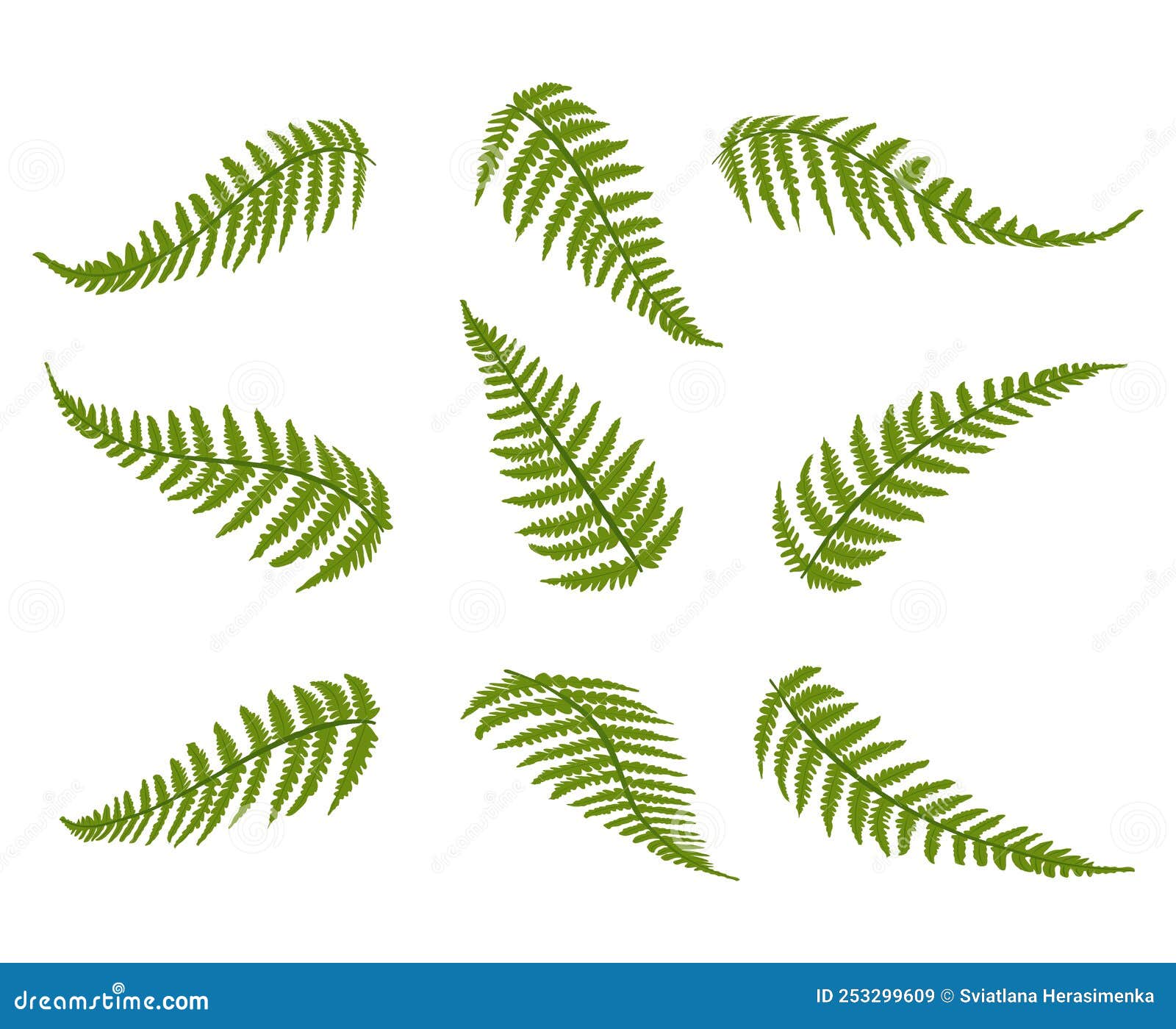 Set of Fern Frond. Vector Flat Illustration Stock Vector - Illustration ...