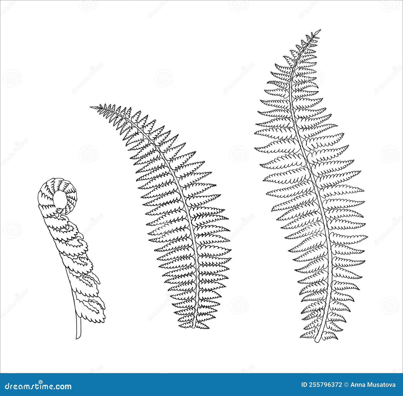 Fern Coloring Page For Kids: Haworthia Fasciata Plant Royalty-Free ...