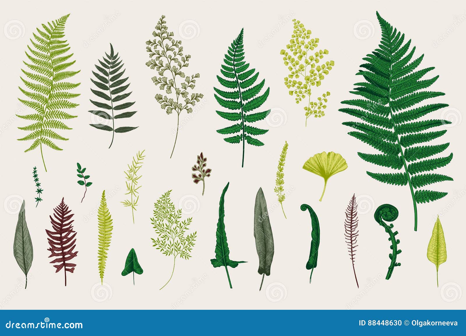Ferns Stock Illustrations – 1,688 Ferns Stock Illustrations, Vectors ...