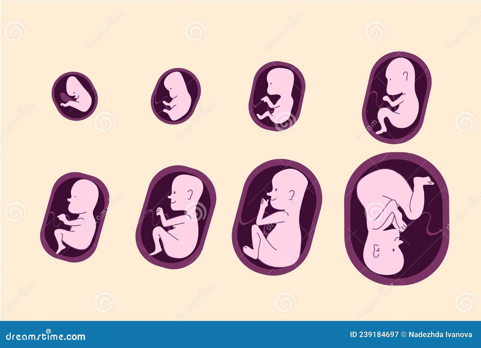 Set of Fetal Development Moments Vector Illustration. Stock Vector ...