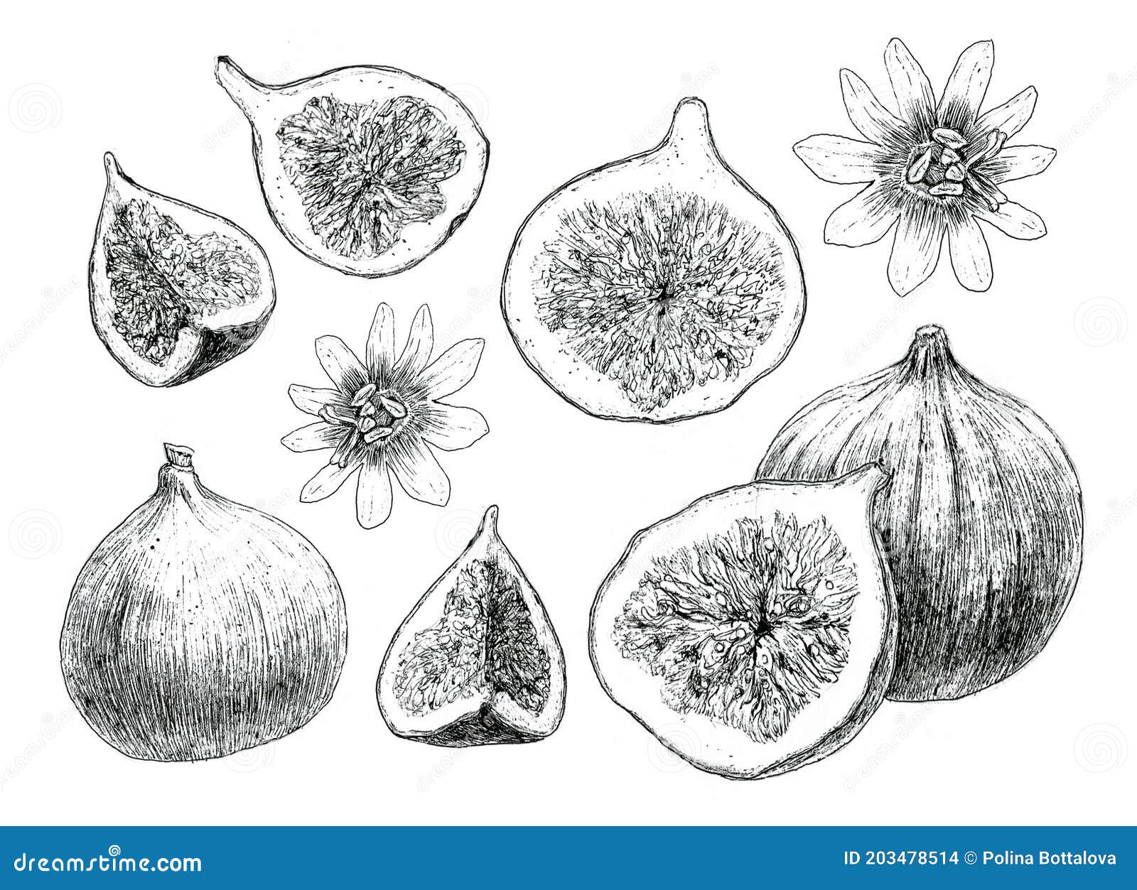 Set of figs. Hand drawing stock illustration. Illustration of exotic ...