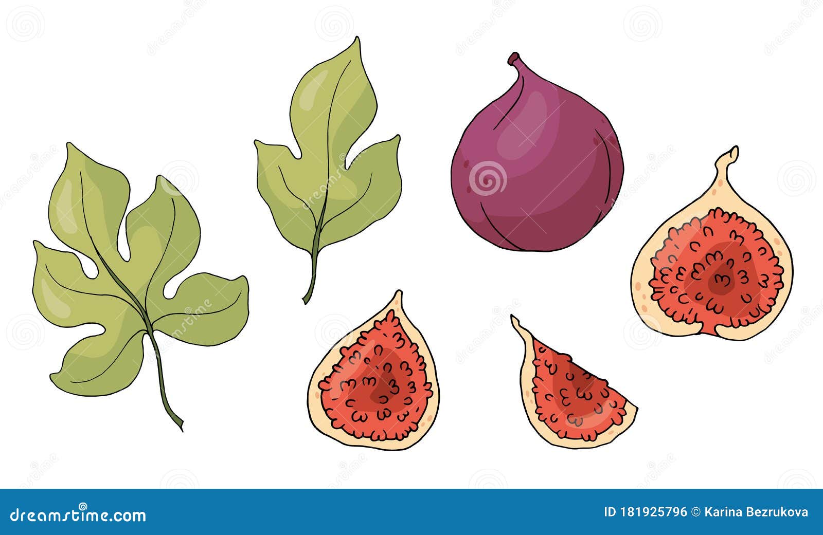 Set of Figs and Leaves Isolated on White Background Stock Illustration ...